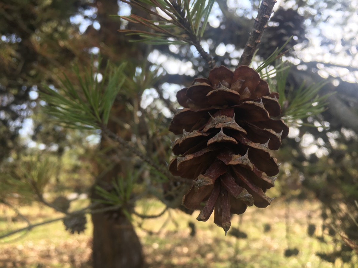 Teaching Philosophy Statement – Ash Mayes