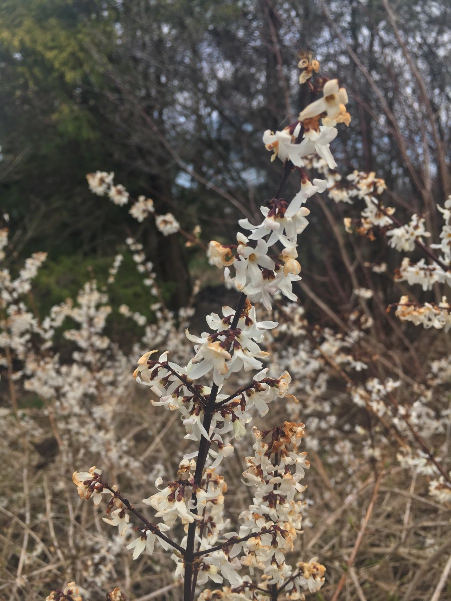 Introduction to Rhetoric and Composition – Ash Mayes