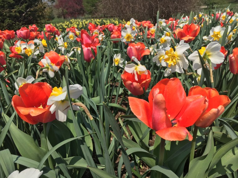 A History of Global Englishes – Ash Mayes